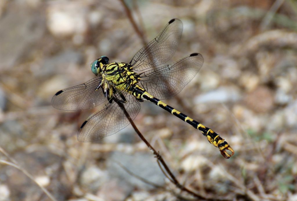 Onychogomphus forcipatus? , Natura Mediterraneo | Forum Naturalistico Onychogomphus forcipatus? , Natura Mediterraneo | Forum Naturalistico